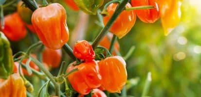 Mexican Chillies Guide - All The Different Types | Gran Luchito