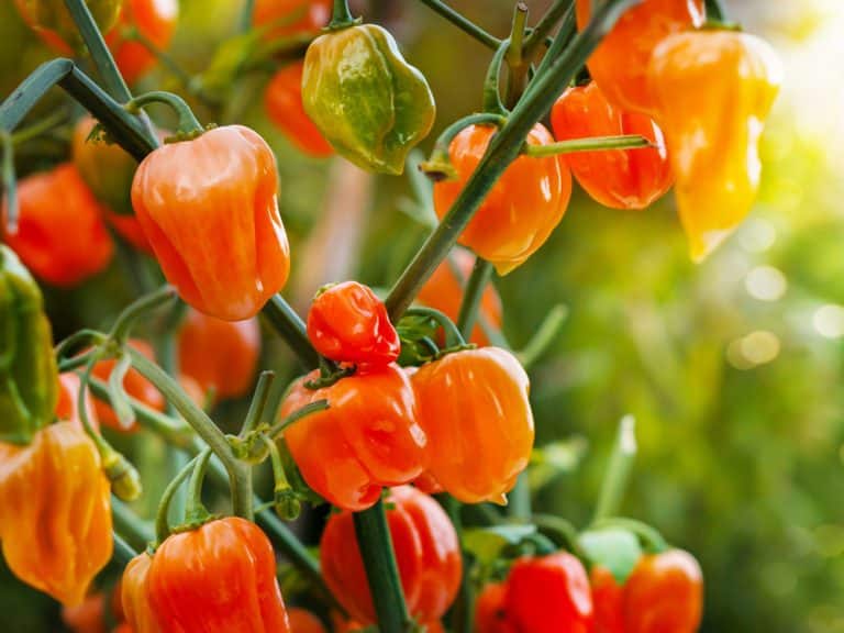 Mexican Chillies Guide - All The Different Types | Gran Luchito