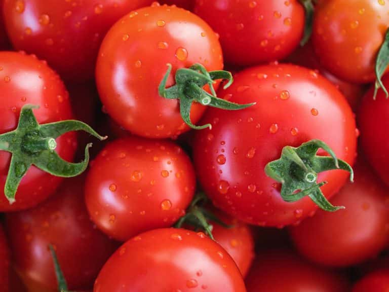 Mexican Food: A Beginner's Guide to Mexican Food