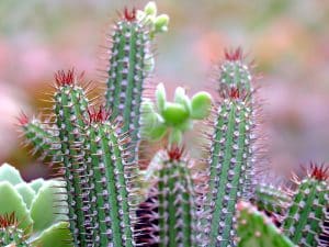 Interesting Facts About Cactus | Gran Luchito Mexican
