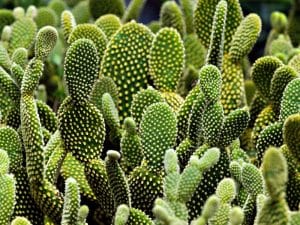 Interesting Facts About Cactus | Gran Luchito Mexican
